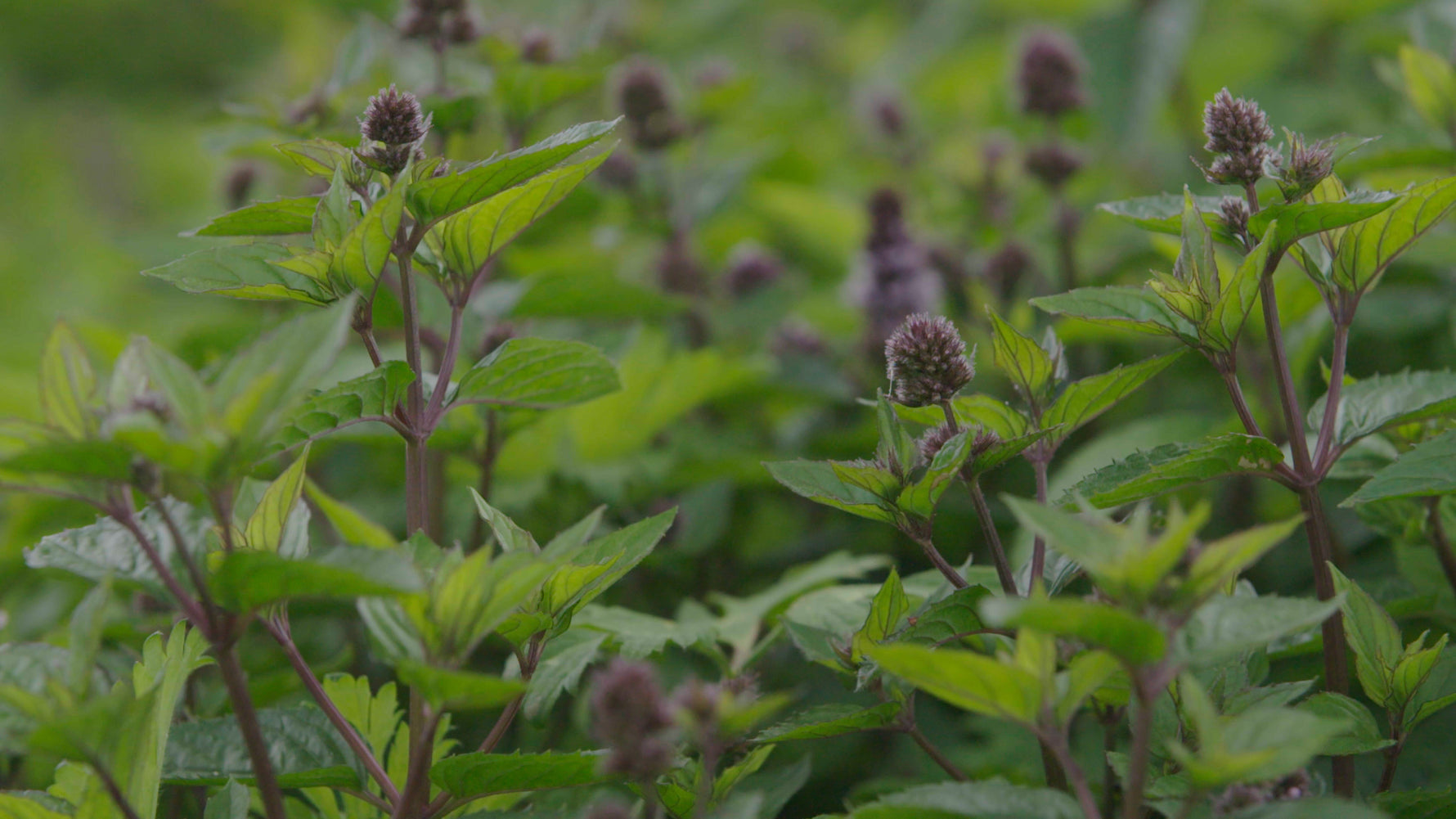 Summerdown - We're The Peppermint People