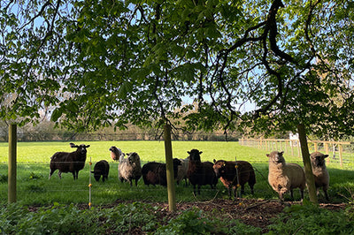Summerdown Farm