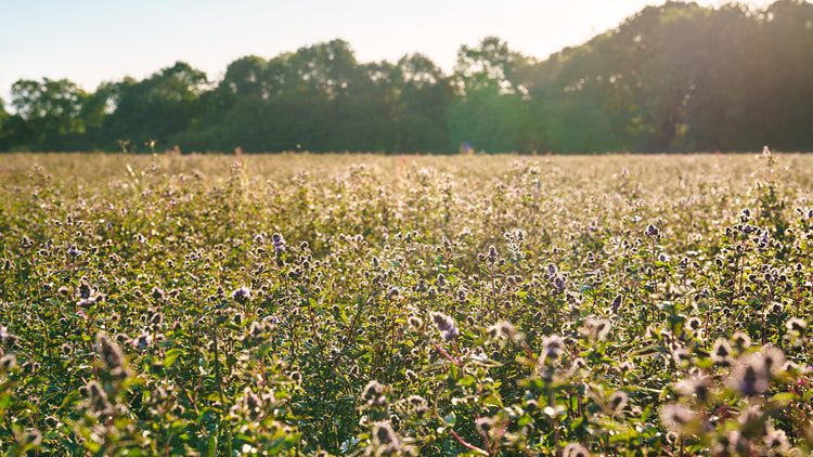 Our story - Summerdown Mint - the peppermint people