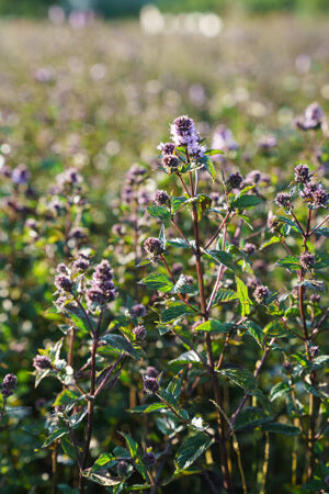 Our story - Summerdown Mint - the peppermint people