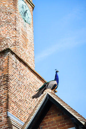 Our story - Summerdown Mint - the peppermint people