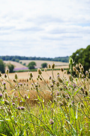 Our story - Summerdown Mint - the peppermint people